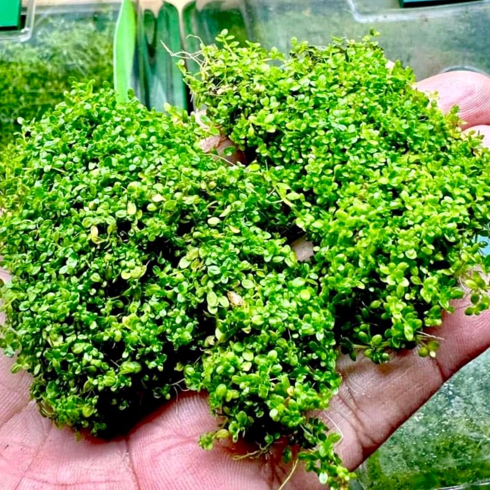 HC Cuba (Hemianthus callitrichoides) | Reopon Aqua