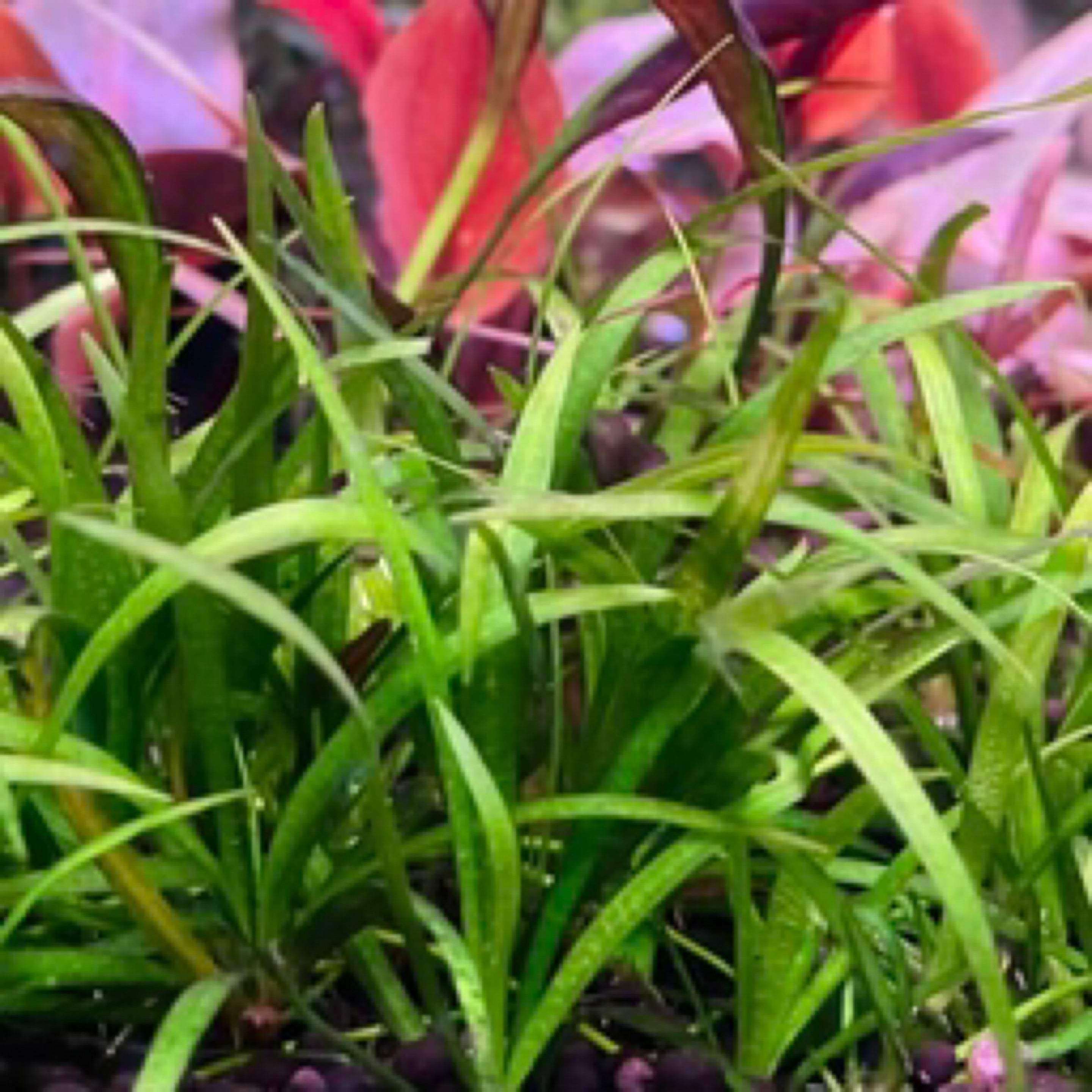 Pygmy Chain Sword (Helanthium tenellum) | Reopon Aqua