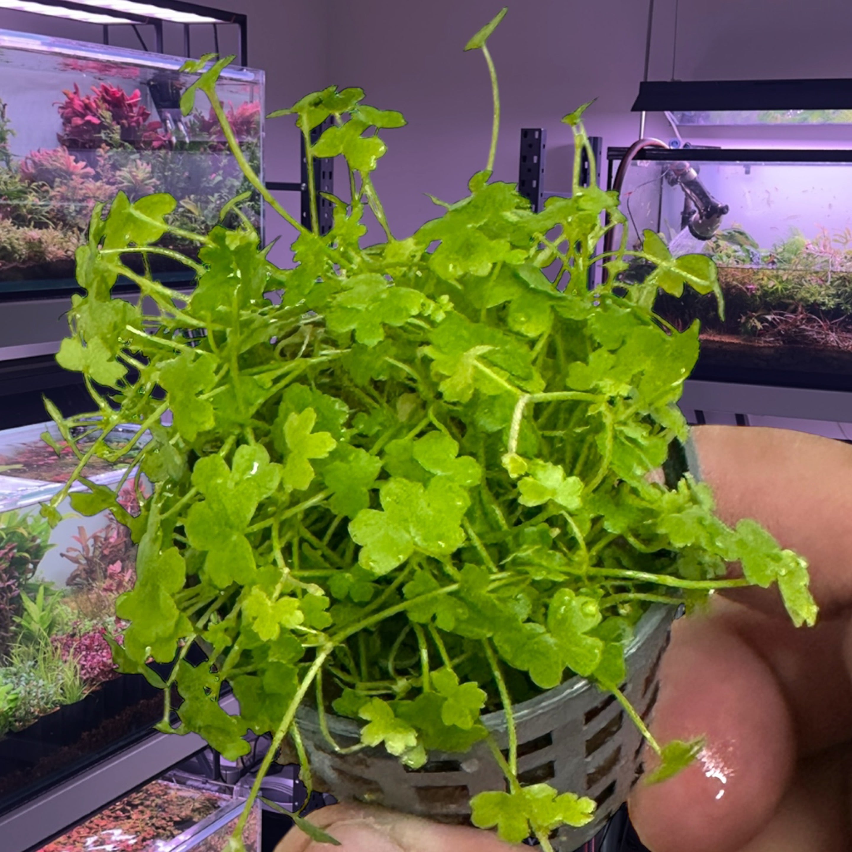 Hydrocotyle Tripartita ‘Japan’ (Nano Japan) | Reopon Aqua