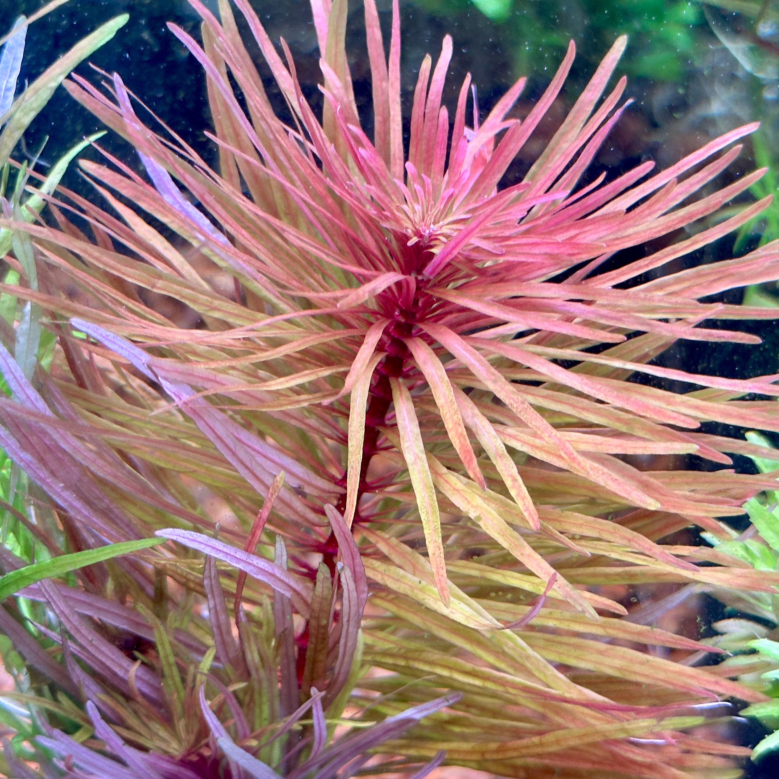 Ludwigia Inclinata var. Verticillata | Reopon Aqua