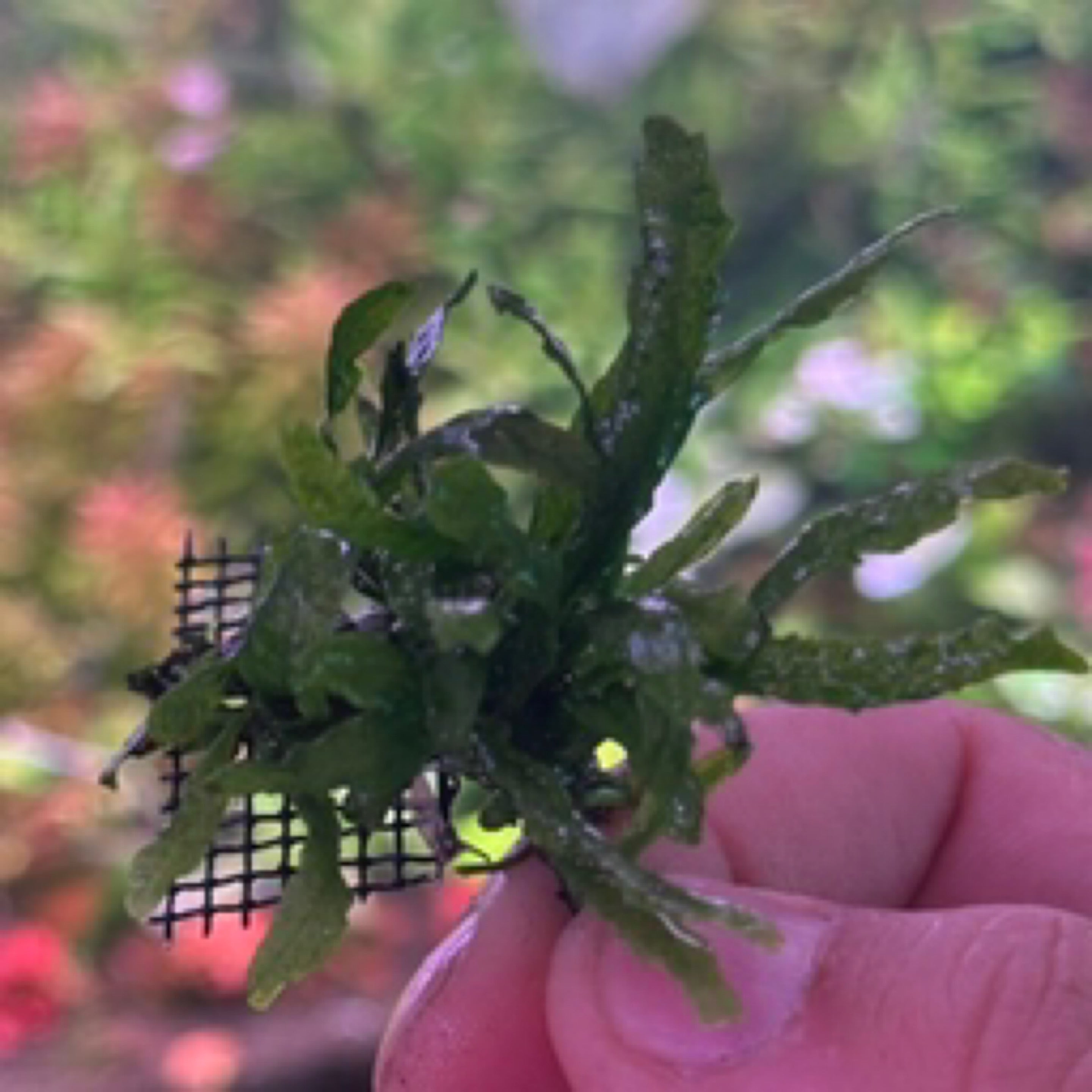 Micro Java Fern | Reopon Aqua