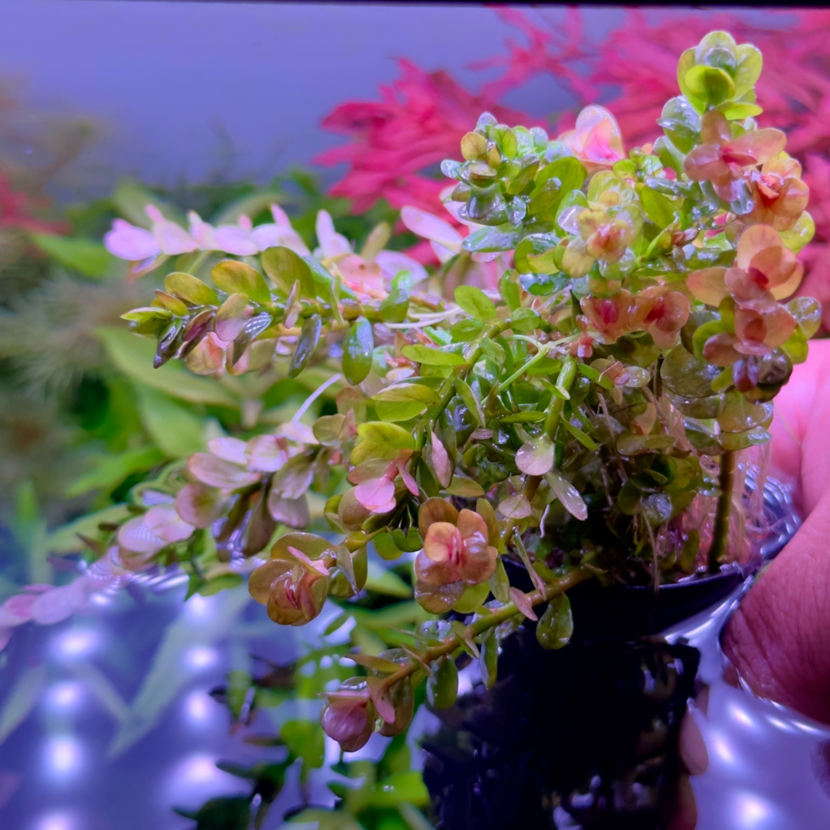 Rotala 'Bonsai' (Rotala indica 'Bonsai') | Reopon Aqua