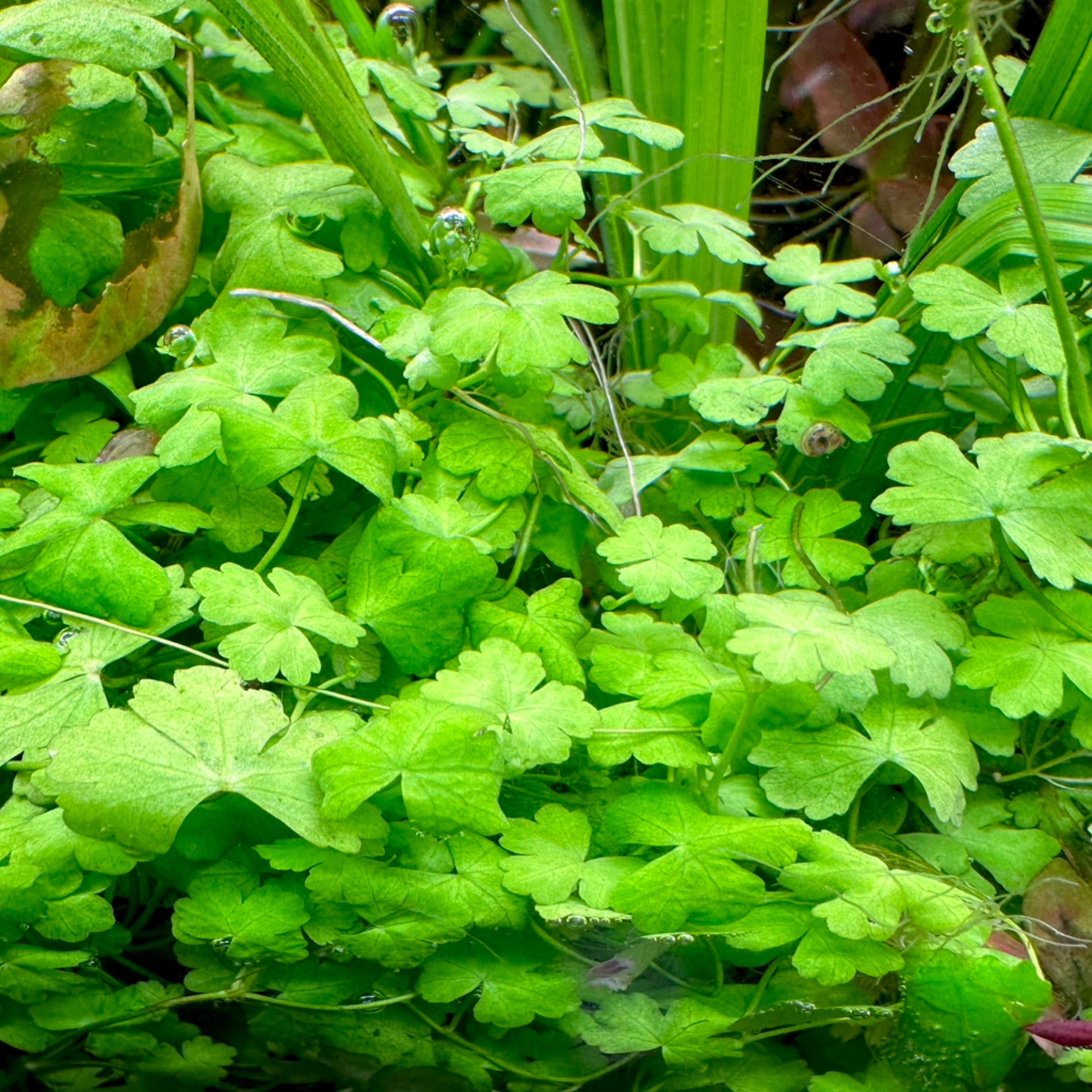 Hydrocotyle Tripartita | Reopon Aqua